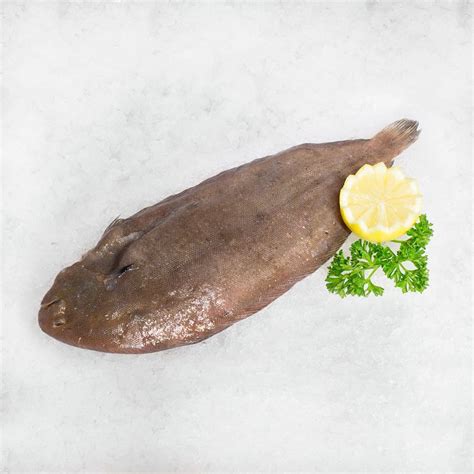 Dover Sole Quayside Fish