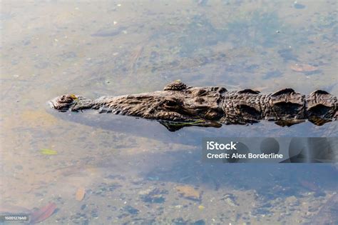 Crocodile In Mangroves Of The Laguna Del Carpintero In Tampico