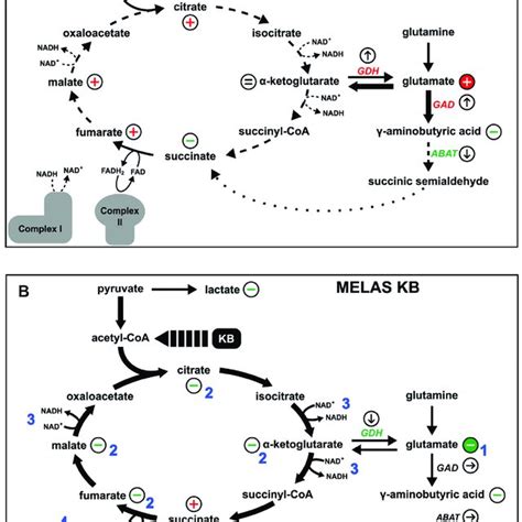 Graphical Representation Of Metabolic Pathways Of Melas Cells A