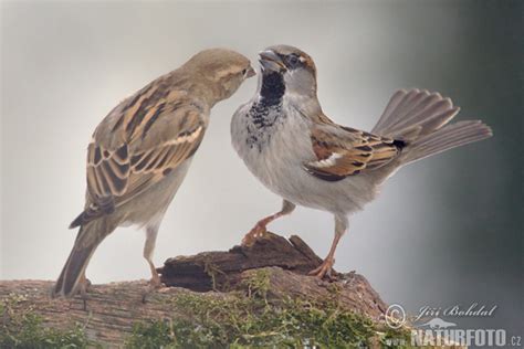 Passer Domesticus Pictures House Sparrow Images Nature Wildlife