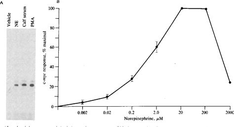 Figure 1 From Cardiac Myocyte Hypertrophy Is Associated With C Myc Protooncogene Expression