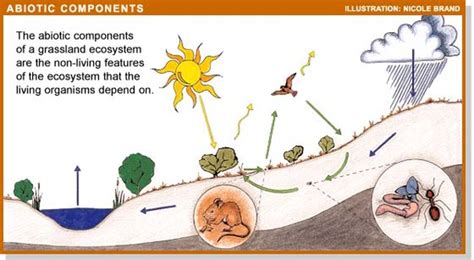 Ecology Notes Biology Mrs Mccomas