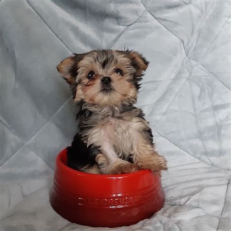 Available Dogs Small Teacup Dogs Available