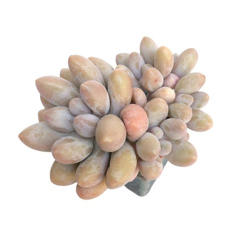 Pachyphytum Brachetii Cedar Creek Farmhouse