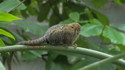 Funny Dwarf Toy Cebuella Pygmaea Sitting On A Tree Branch In The
