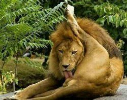 Lion Meme Templates Imgflip