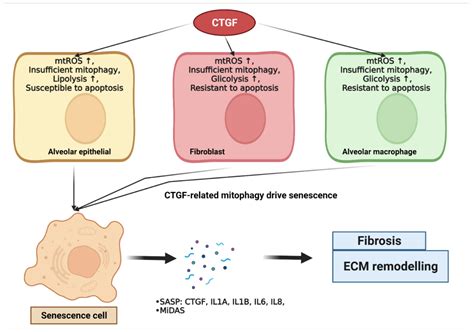 Connective Tissue Growth Factor In Idiopathic Pulmonary Fibrosis