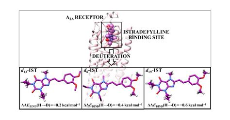 Selective Deuteration Improves The Affinity Of Adenosine A2a Receptor Ligands A Computational