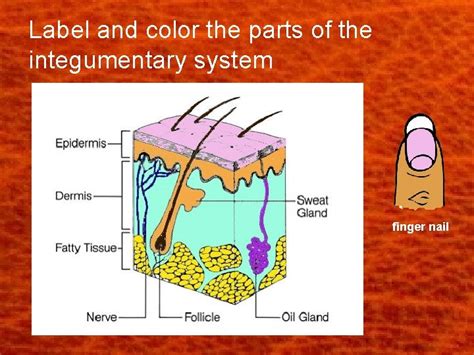 The Integumentary System Skin Hair And Nails Now
