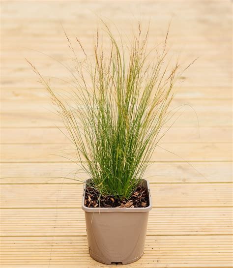 Stipa Tenuifolia Tenuissima Pheasant Grass