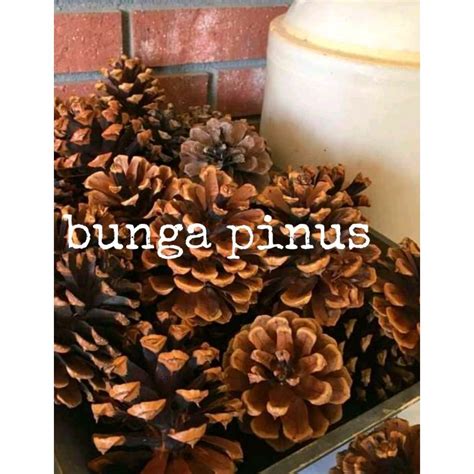Jual Bunga Pinus Pinus Kering Shopee Indonesia