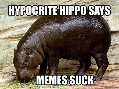 Hypocrite Hippo Memes Quickmeme