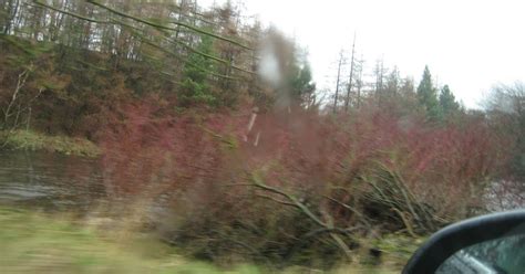 The Weaver Of Grass Out To Lunch Again