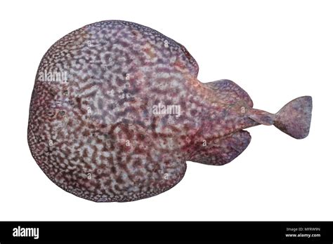 Electric Torpedo Ray