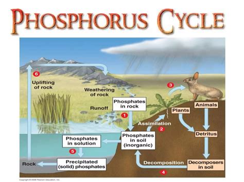 Phosphorus Cycle Pptx
