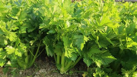 セロリ（celery）でより良い生活 有限会社セーフティ