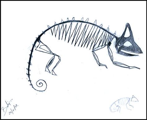 Chameleon Anatomy By Heyshiv On Deviantart