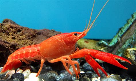 Tangerine Lobster Care Size Color Food Feeding And Molting Video
