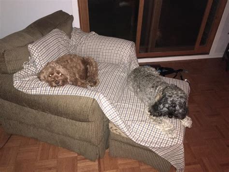 Brindle Cockapoo Home Facebook