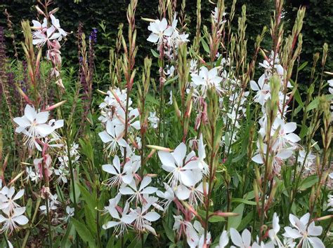 Hoe Winterhard Is Gaura Lindheimeri Whirling Butterflies