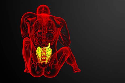 Anatomy Of The Small Intestine Small Intestinal Part Vector Small Intestinal Part Png And