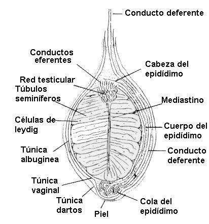 Anatomía Del Aparato Reproductor Del Toro Informacion Completa