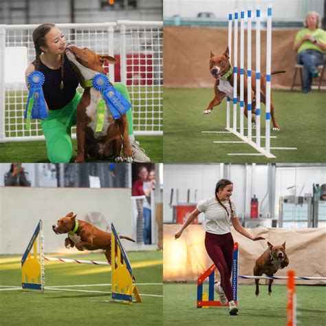 Dog Agility Course