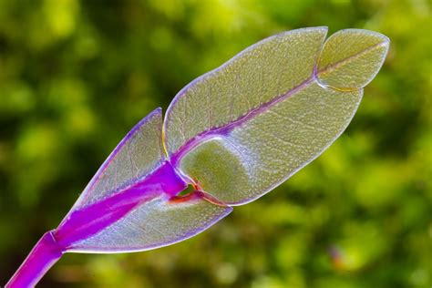 Real Monstrosities Feathertail Centipede