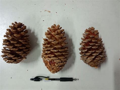 Nenas Batu Beauty And Personal Care Foot Care On Carousell