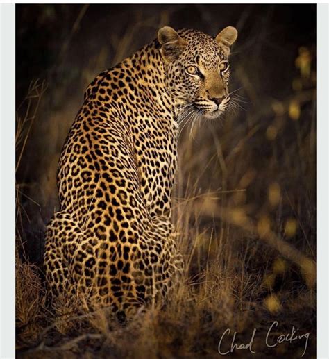 Cheetah Look At The Difference In The Markings Between Him And The