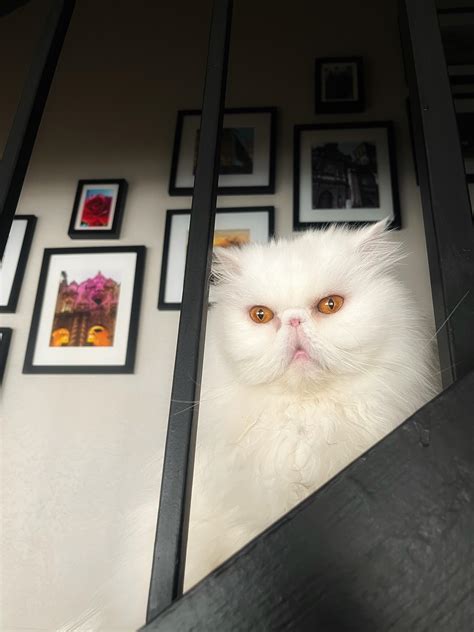 Kitty Cat Munchkin R Persiancat