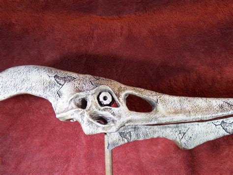 Pteranodon Skull
