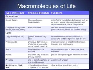 Four Major Macromolecules