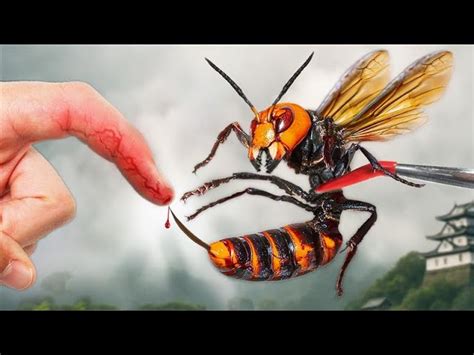 Black Hornet Sting Murder Hornets Should We Worry About Them