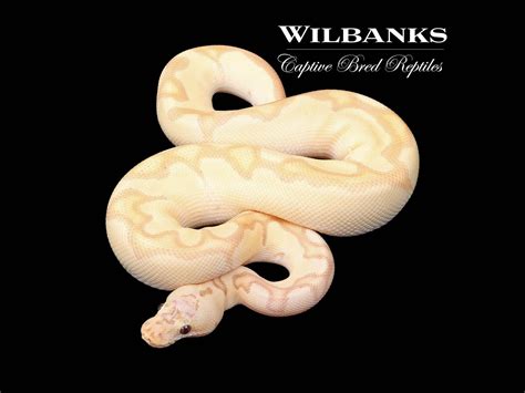 Banana Pastel Enchi Clown Ball Python By Wilbanks Captive Bred Reptiles