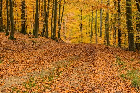 2000 Free Deciduous And Deciduous Forest Images Pixabay