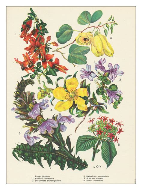 Nature Flora And Fauna