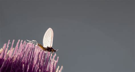 Pmd Fly Patterns 10 Top Pale Morning Dun Flies 2025