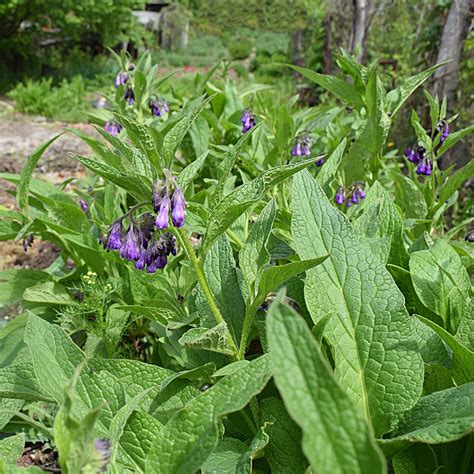 Comfrey Plant