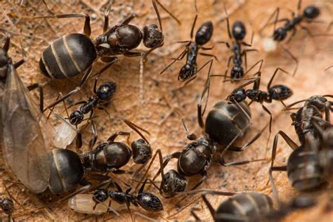 Tiny Ants Are Experts When It Comes To Hitchhiking Across The Planet
