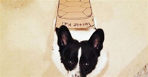 Ninja Turtle Or Cute Corgi Imgur