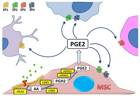 Aspirin Inhibits Cox 2 At Ryan Shipp Blog