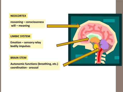 Ppt Neocortex Powerpoint Presentation Free Download Id3648416