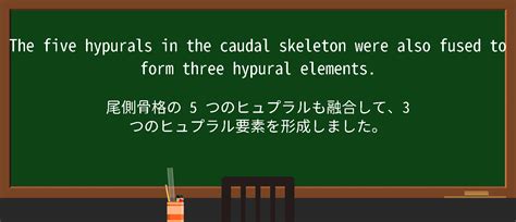 【英単語】hypuralを徹底解説！意味、使い方、例文、読み方