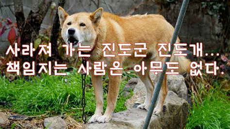 119 진돗개 보호 유지를 위한 제안 1편 진돗개 멸종 내버려둘겁니까 Youtube