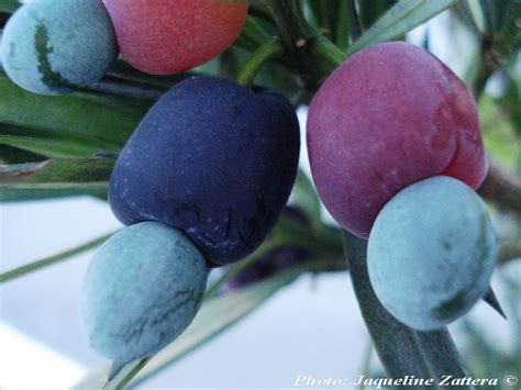 Podocarpus Macrophyllus Description Cg Encyclopedia