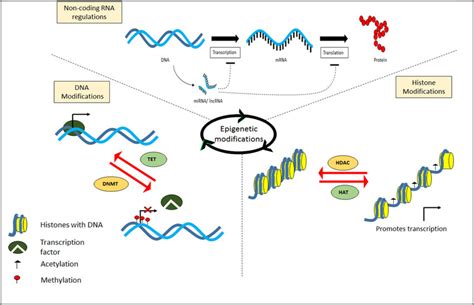 Diagrammatic Representation Of Epigenetic Modifications A Dna