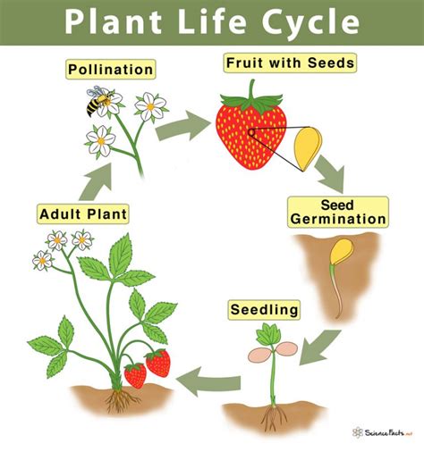 The Plant Life Cycle Understanding The Stages Of Plant Growth
