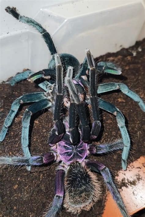 Xenenthis Sp Light Shiny Columbian Bird Eater Extremely Rare