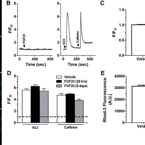 Differences Between Calcipenic And Phosphopenic Rickets Download Scientific Diagram